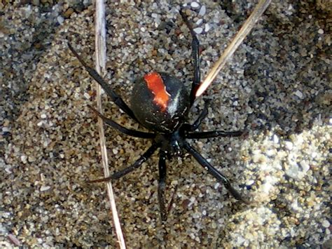 Katipo Alchetron The Free Social Encyclopedia