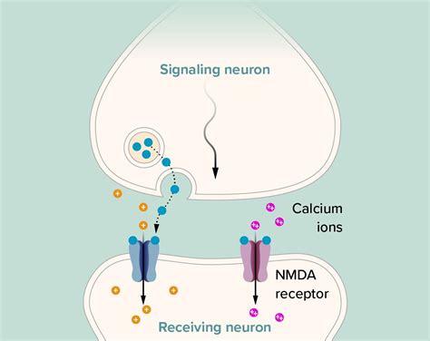 It Began With A Rabbit Unraveling The Mystery Of Memory — Science And Technology —