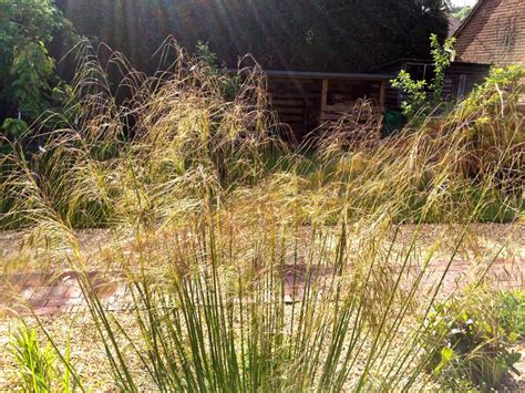 Stipa Species Varieties Gigantea Tenuissima Anemanthele Lessoniana Ornamental Grass Feather Seed