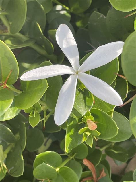 Carissa Macrocarpa Online Flower Garden