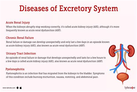 Excretory System Human Anatomy Picture Functions Diseases And Treatments