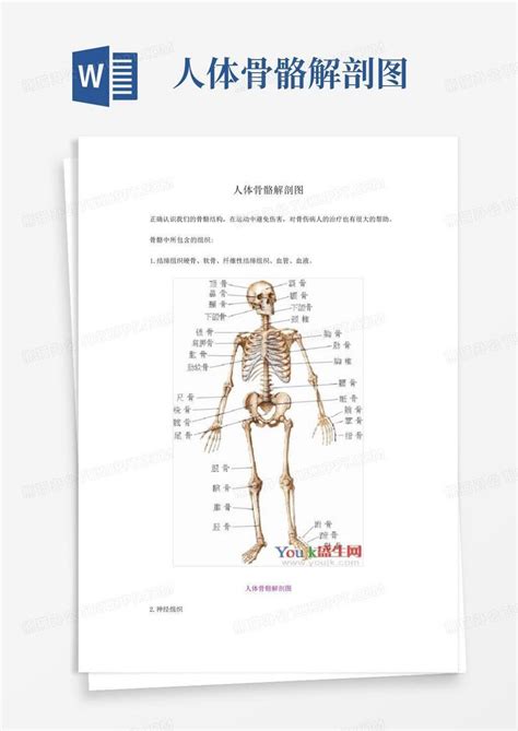 人体骨骼解剖图word模板下载编号lzjxmxrd熊猫办公