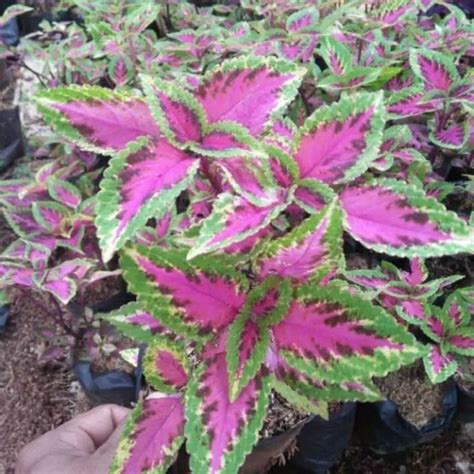 Pohon Miyana Iler Daun Merah Hijau Lazada Indonesia