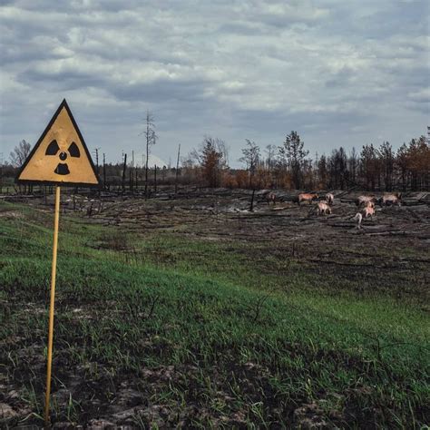 Chernobyl Exclusion Zone Recovery Chernobyl Zone Now Chernobyl