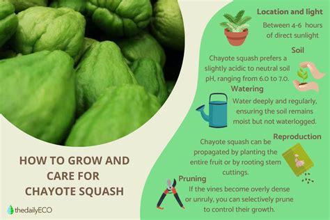 Can You Grow Chayote Squash In A Pot At Michael Schiller Blog