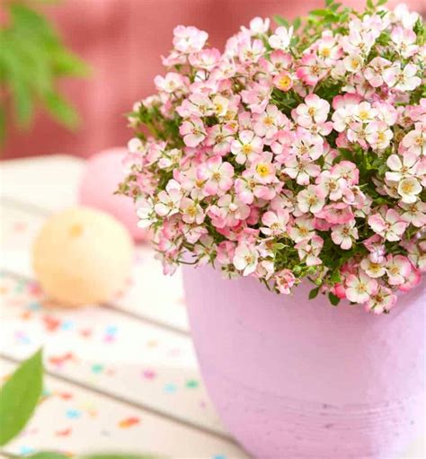 Rosa Everglow Ruby Roos Plantbezorgd