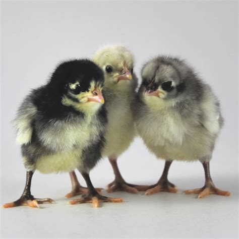 How To Identify Chick Breeds Artofit