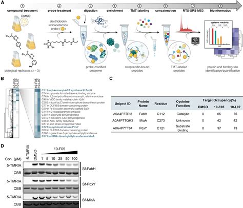 Antibiotic Target Discovery By Integrated Phenotypic And Activity Based