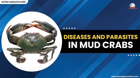 Crab Related Disease At Sandra Madrigal Blog