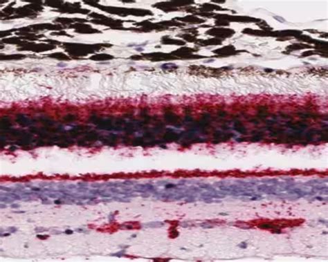 Acd Msp Lab Instruments Private Limited