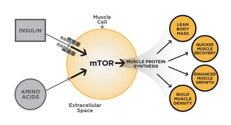 Velositol® Supplements In Review