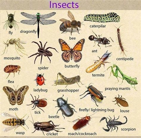 Different Types Of Insects Pictures And Their Names At Bridget Huizenga