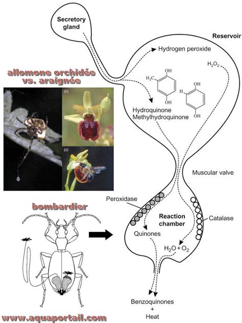 Allomone Définition Et Explications