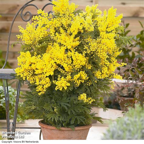 Acacia Dealbata Suttons