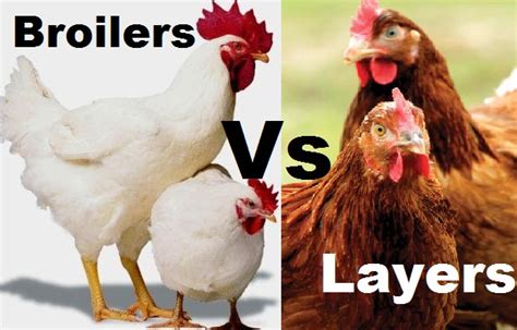 Broiler Vs Layer Which Is More Profitable Agriculture Nigeria
