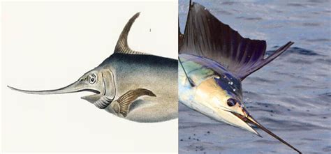 Swordfish Vs Sailfish Main Differences Ocean Info