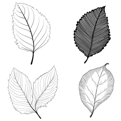 Premium Ai Image Hand Drawn Beech Leaf Outlines Black Color On White Background Contour