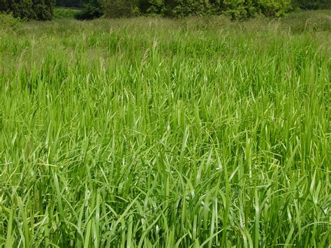 Reed Sweet Grass British Flora
