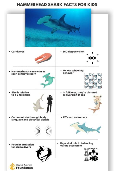 Facts About Hammerhead Sharks At James Daulton Blog