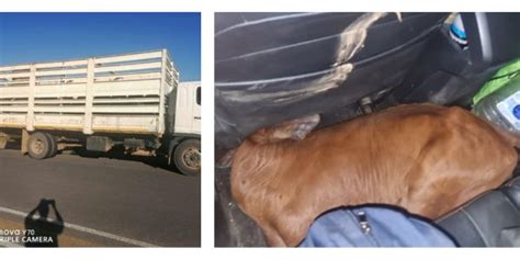 Gesteelde Beeste Op Pad Teruggevind Nuusflits