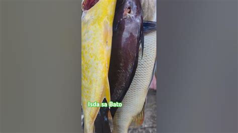 Isda Sa Bato Youtube