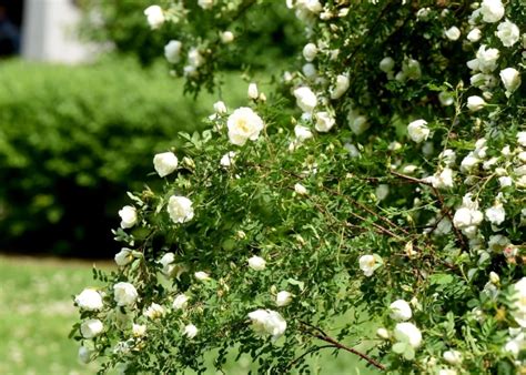 Jūlijs Iesāksies Ar Saulainu Un Vējainu Laiku