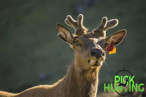 Do Female Reindeer Have Antlers Secret Facts And Answer