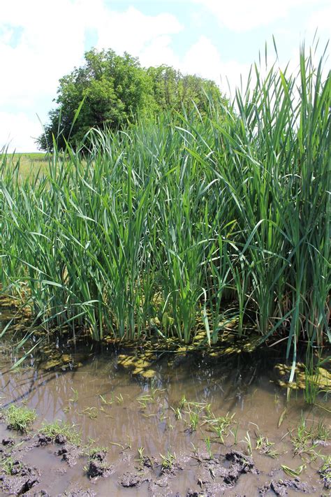 Premium Photo A Tall Grass Growing In A Pond