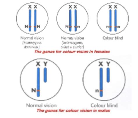 Genetics Genetic Inheritance Flashcards Quizlet