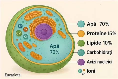 Compoziția Chimică A Celulei