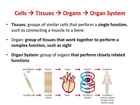 Ppt Cells Tissues Organs And Systems Powerpoint