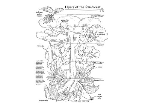 Layers Of The Rainforest Activity Page By Sara Lynn Cramb On Dribbble