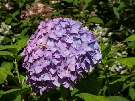 9 Hydrangea Mistakes That Seriously Damage Your Plants Global