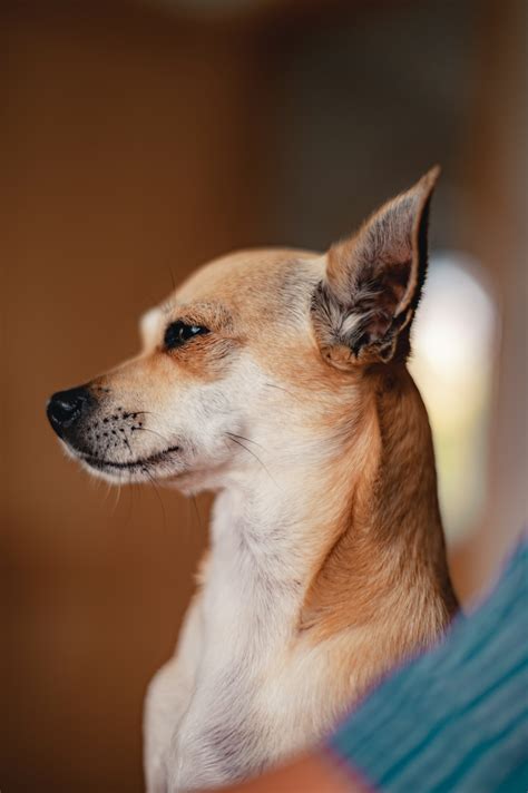 Deer Head Chihuahua Breed Insights And Care Guide