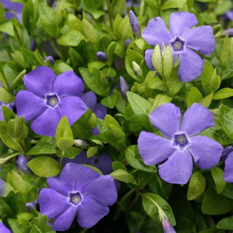 Periwinkle Ground Cover Vinca Minor Alba