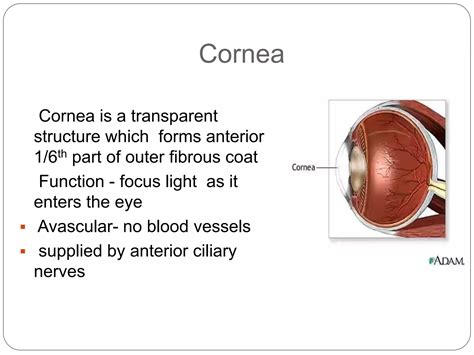 Anatomy And Refraction Of Eye Pptx