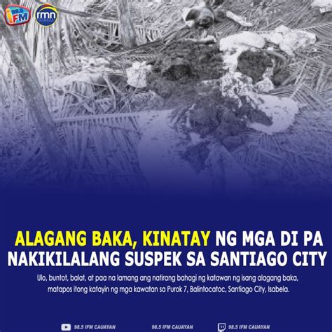 Alagang Baka Kinatay Ng Mga Di Pa Nakikilalang Suspek Sa Santiago City Rmn Networks