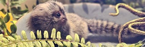 Florida Primates And Exotics Exotics North Fort Myers Fl Usa
