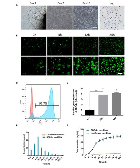 Skin Fibroblasts Were Cultured And Transfected With Modrna A The