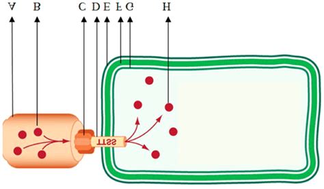 Type Iii Secretion System Phytopathogenic Bacteria Inject T3ss Download Scientific Diagram