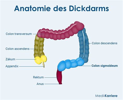 Colon Sigmoideum Definition Anatomie Und Klinik