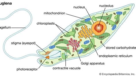 Euglena Definition Diagram Movement Classification And Facts