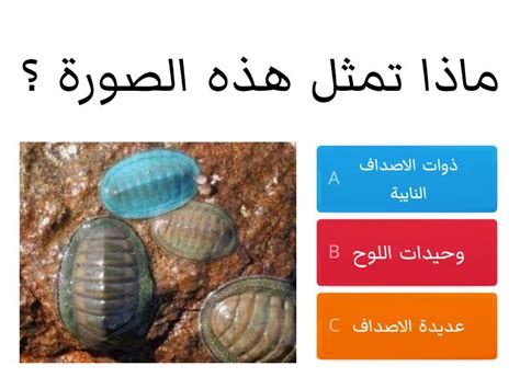 الرخويات اعداد الطالبة حوراء العلوي Quiz