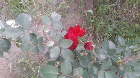 Gulab Ky Phool Youtube