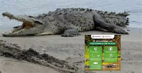 Alerta En Puerto Escondido Por Cocodrilos ¿turistas Y Habitantes En