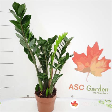 Zamioculcas Zamiifolia 120 Cm Sobna Biljka Zamija Zamija