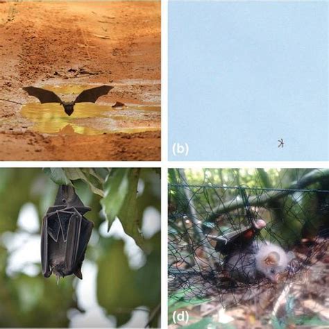 Pdf Phyllostomid Bats Flying In Daylight A Case From The Neotropics