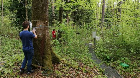 Whole Tree Drought Responses Tree Growth And Wood Physiology