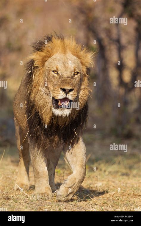 Lion Panthera Leo Older Male Walking Savuti Chobe National Park