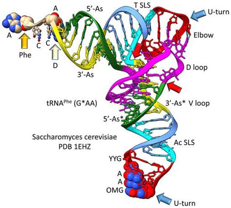 The 3 31 Nucleotide Minihelix Trna Evolution Theorem And The Origin Of Life
